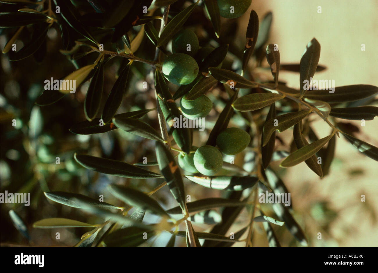 Europe Spain Mediterranean Country Olive Branch with Olives Ripening on ...