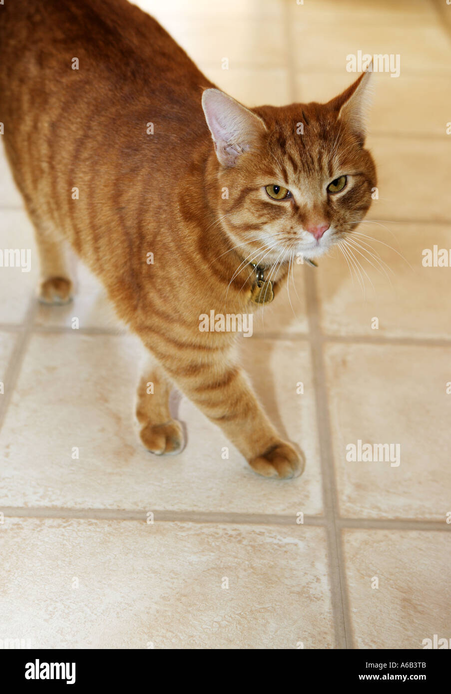 Good looking typical Ginger tom cat Stock Photo - Alamy