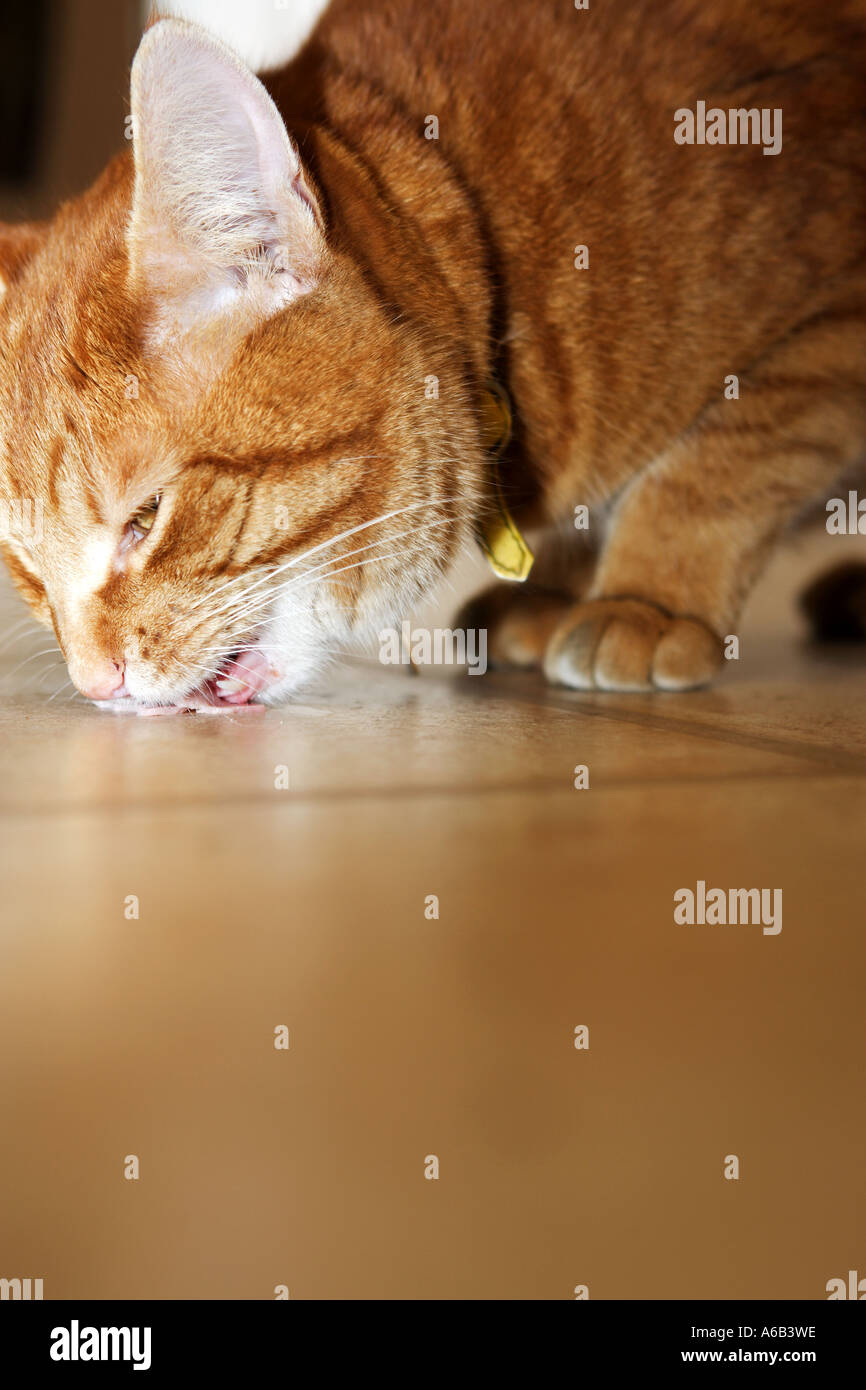 Ginger tom cat close up eating some ham food Stock Photo - Alamy