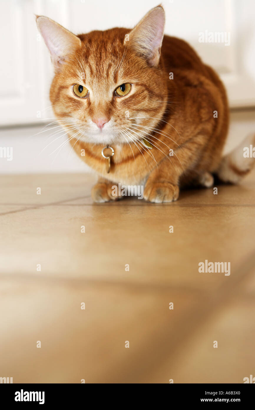 Good looking typical Ginger tom cat looking straight ahead Stock Photo ...