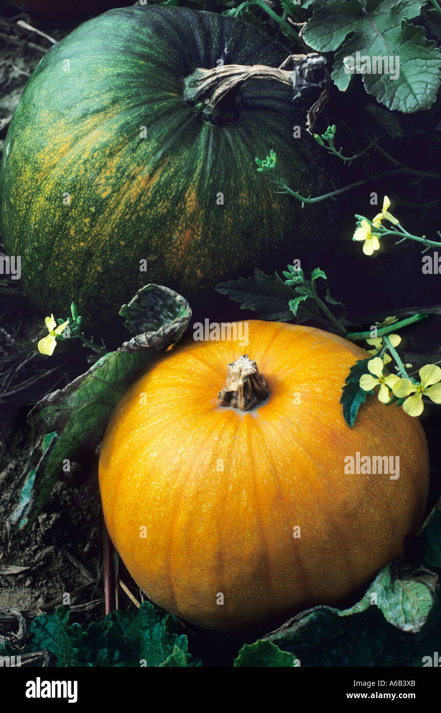 Pumpkins growing on a vine hi-res stock photography and images - Alamy