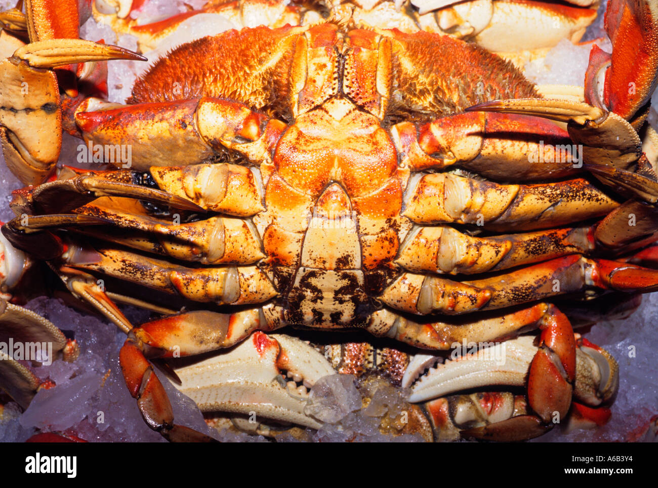 USA Pacific Northwest Seattle Washington Dungeness Crabs at Pike Place ...