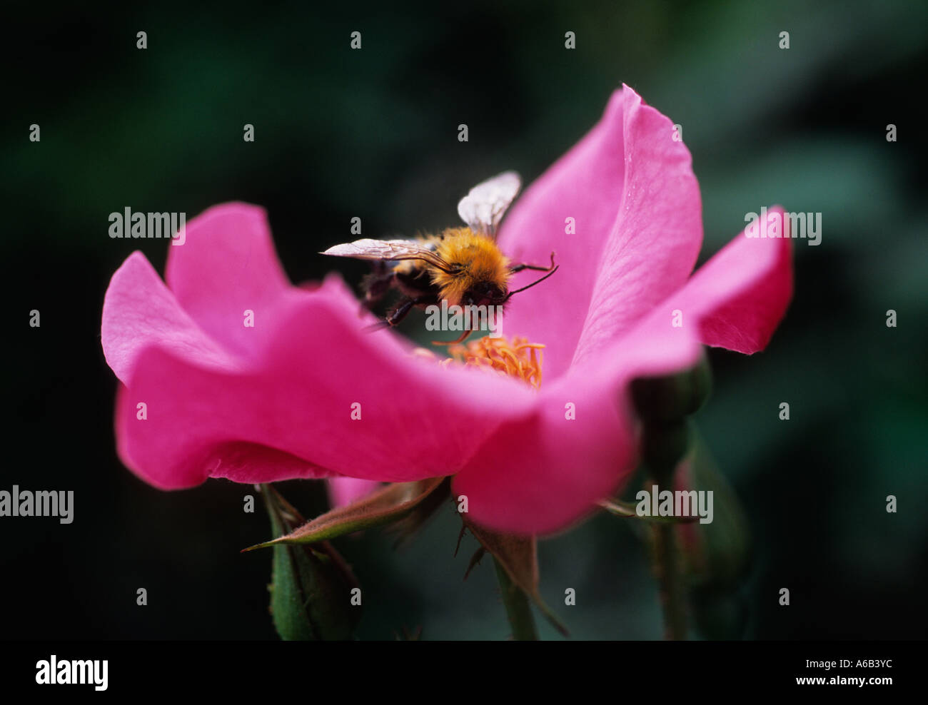 Bee pollinating a red rose in in a flower garden in the early spring ...