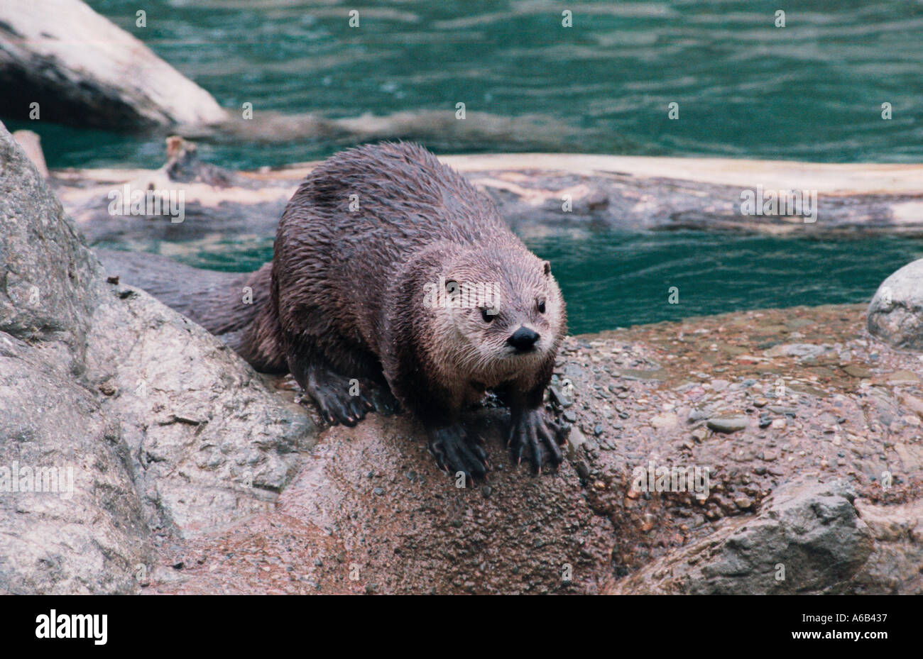 River Otter in San Francisco Zoo Stock Photo - Alamy