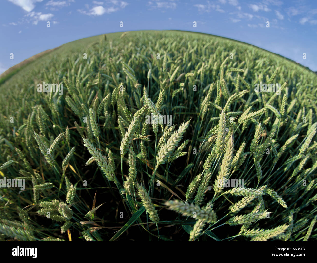 Wheat field Fisheye Stock Photo - Alamy