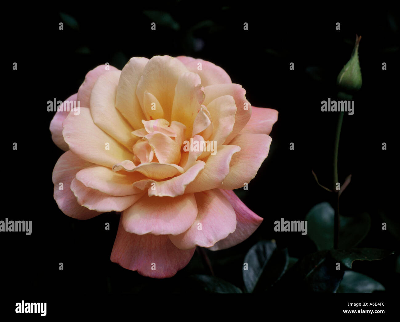 Peachy pink rose hi-res stock photography and images - Alamy