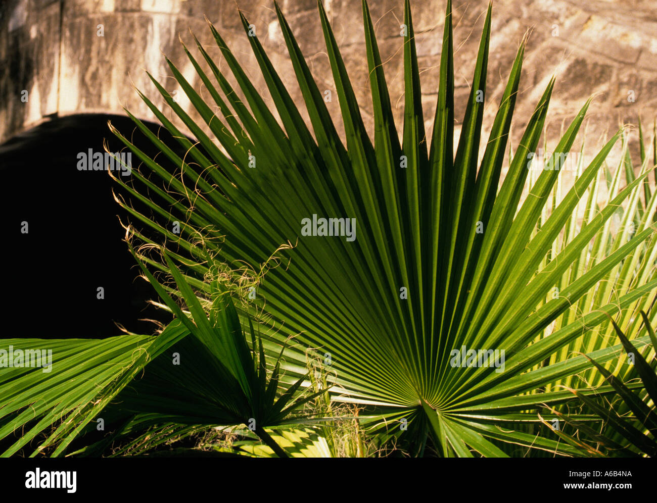 Palmetto Plant Palmetto Scrub Stock Photo - Alamy