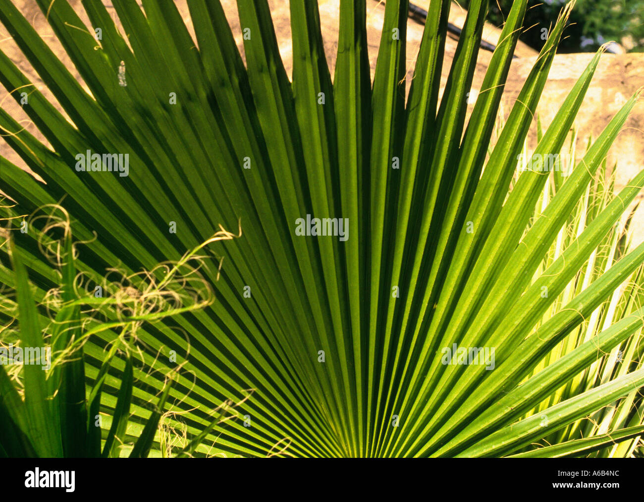 Palmetto Plant Palmetto Scrub Stock Photo - Alamy
