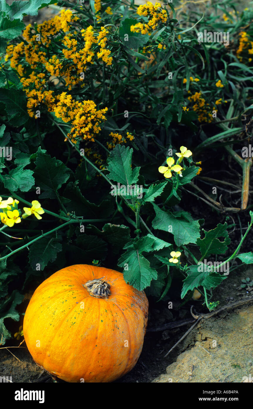 Pumpkin growing in a field ready for harvesting in the autumn. Pumpkin ...