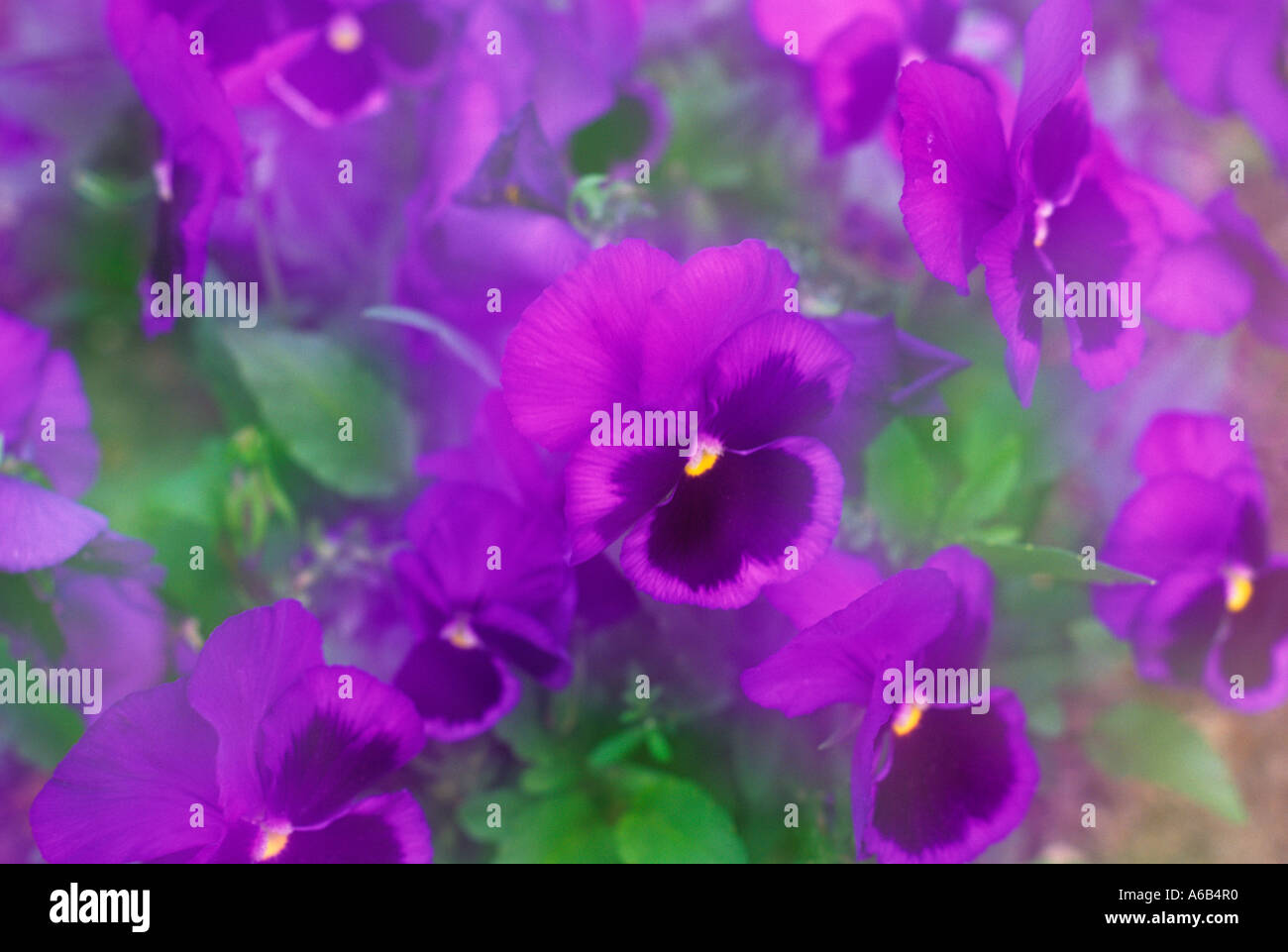 Focus on purple flowers hi-res stock photography and images - Alamy
