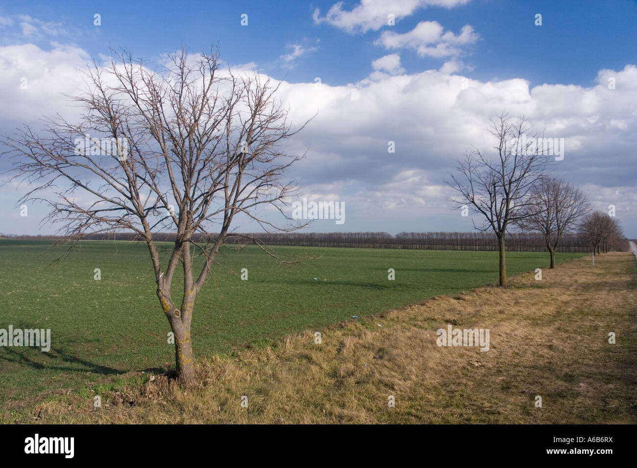 Green field at Spring, row of trees in the background, Balkans ...