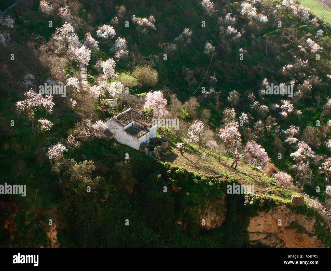 Spring almond groves Puerta de Los Molinos Ronda Andalucia Spain normal ...