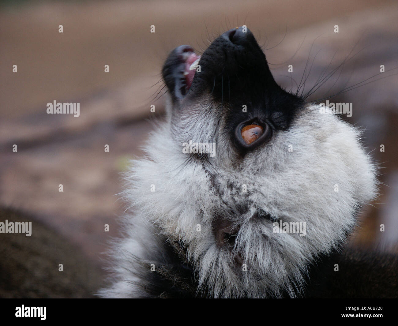 Large black and white ruffed lemur vocalising Stock Photo - Alamy