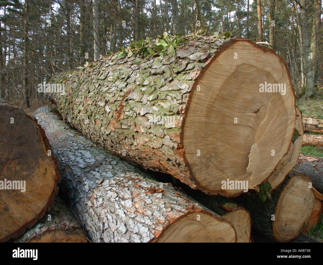 Cut timber forestry Scottish Borders Stock Photo - Alamy