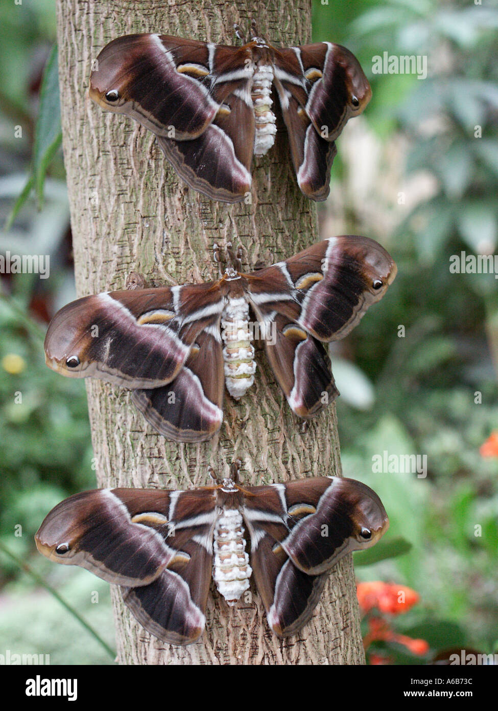 Hatched Eri silk moths, Samia cynthia, at butterfly farm Icod de los ...