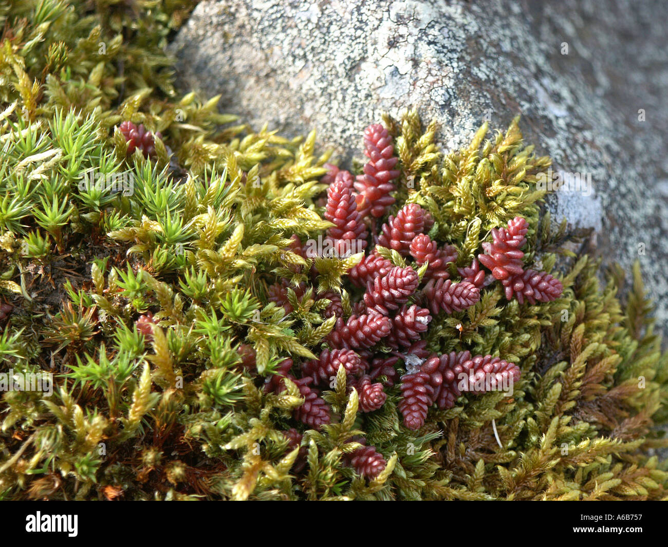 Sphagnum mosses hi-res stock photography and images - Alamy
