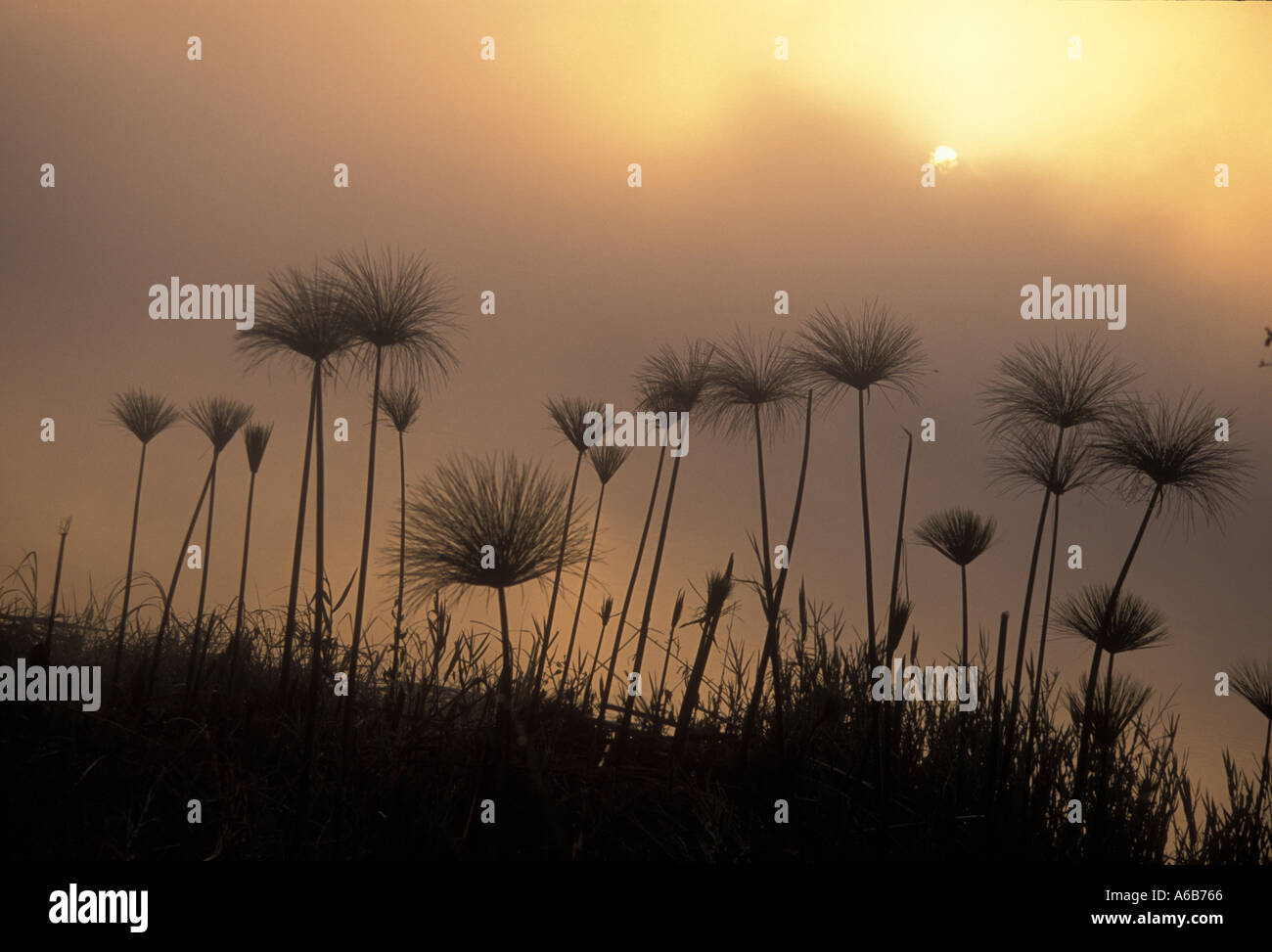 papyrus plants by the river Nile Egypt Stock Photo - Alamy