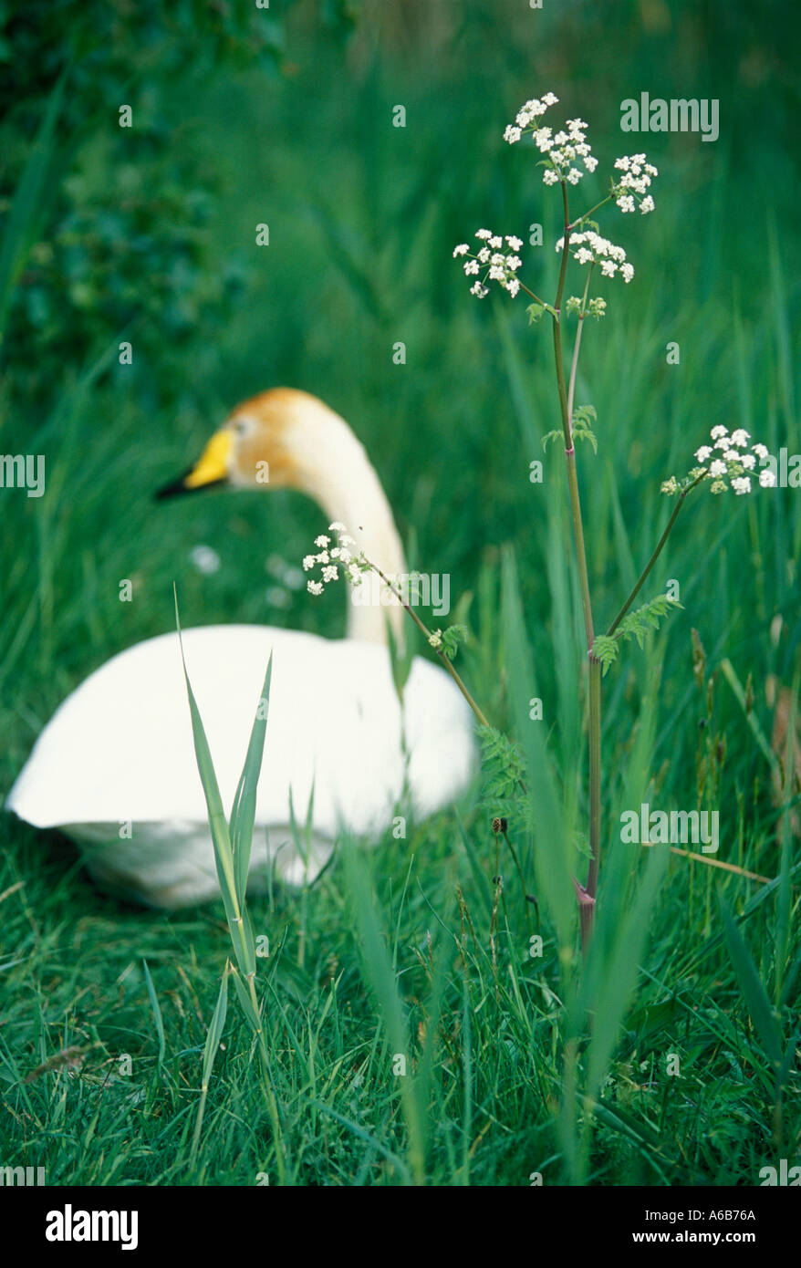swan setting in the field Stock Photo - Alamy
