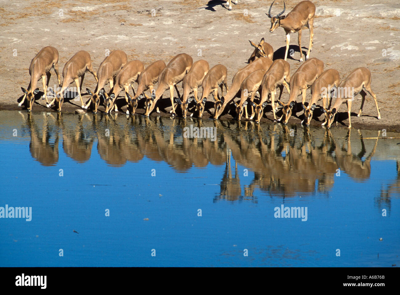 impala drinking from a water hole in Atosha national park, Africa Stock ...
