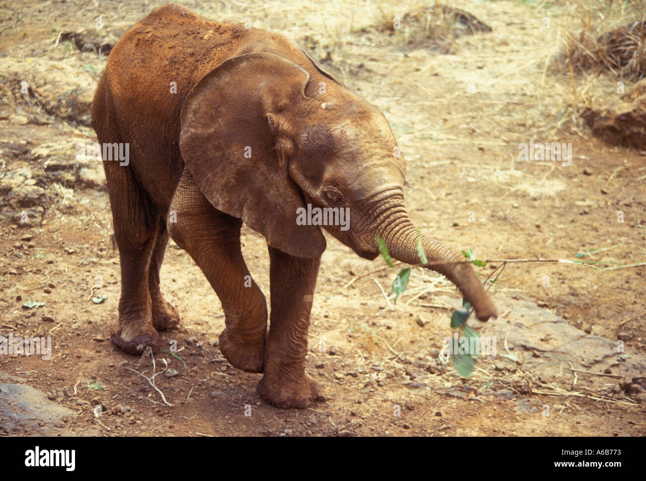 elephant calf kenya africa Stock Photo - Alamy