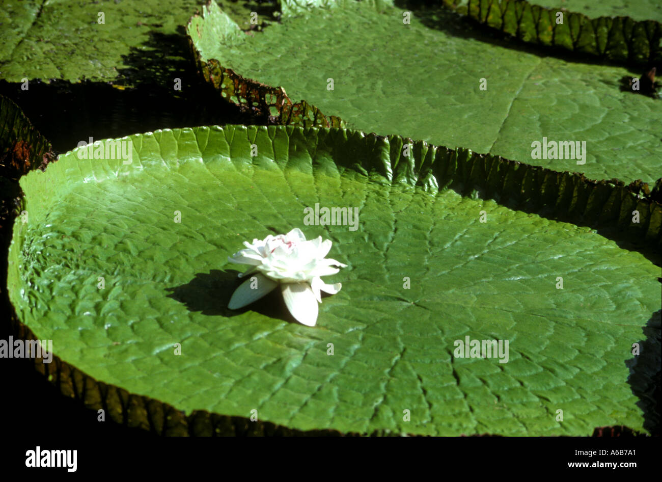 Giant Water lily Brazil Amazon Stock Photo - Alamy