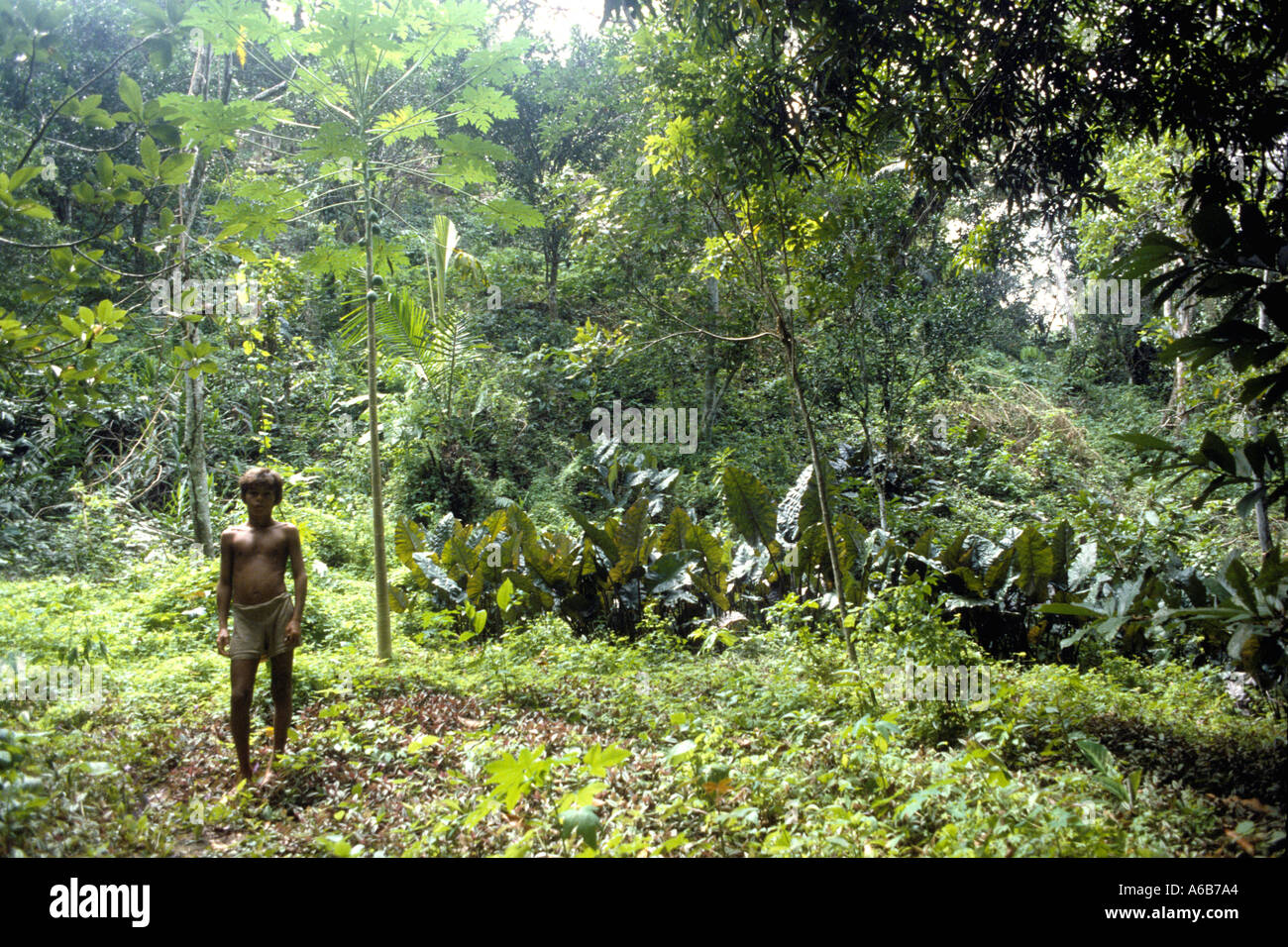 Jungle scape Brazil Stock Photo - Alamy