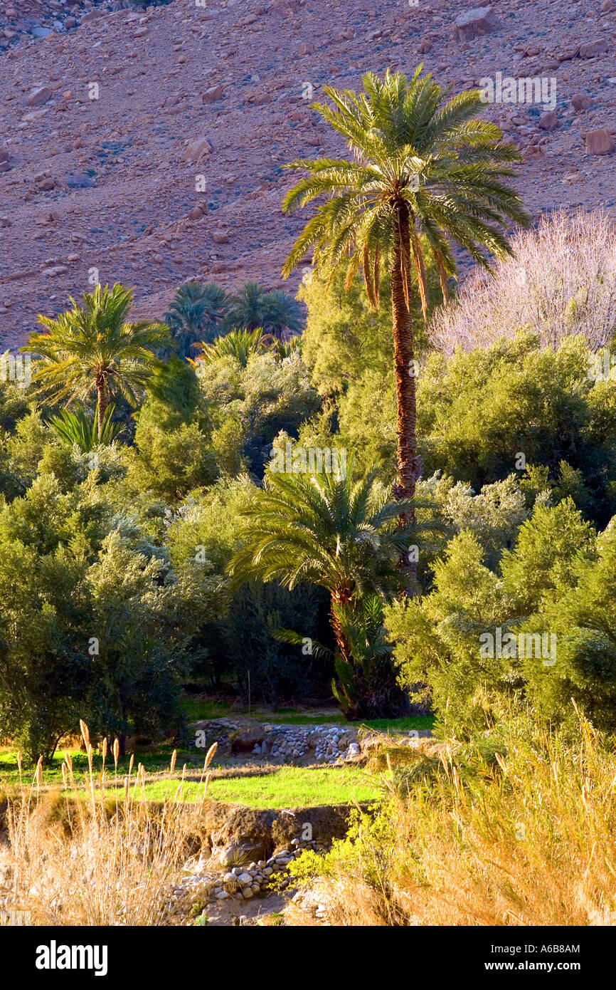 Oasis in Ziz valley Morocco Stock Photo - Alamy