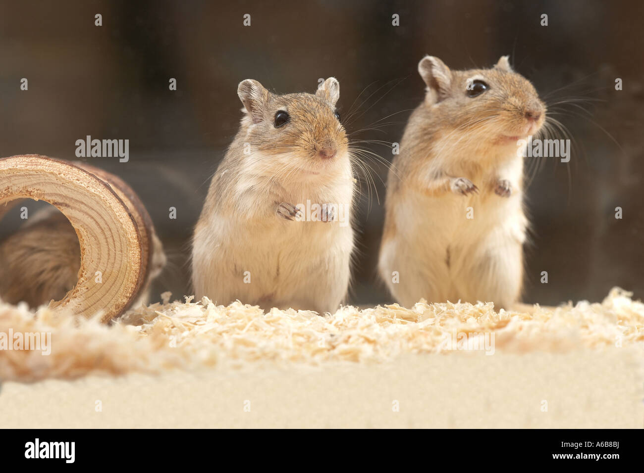 Two Gerbils in captivity. March 2007 Stock Photo - Alamy