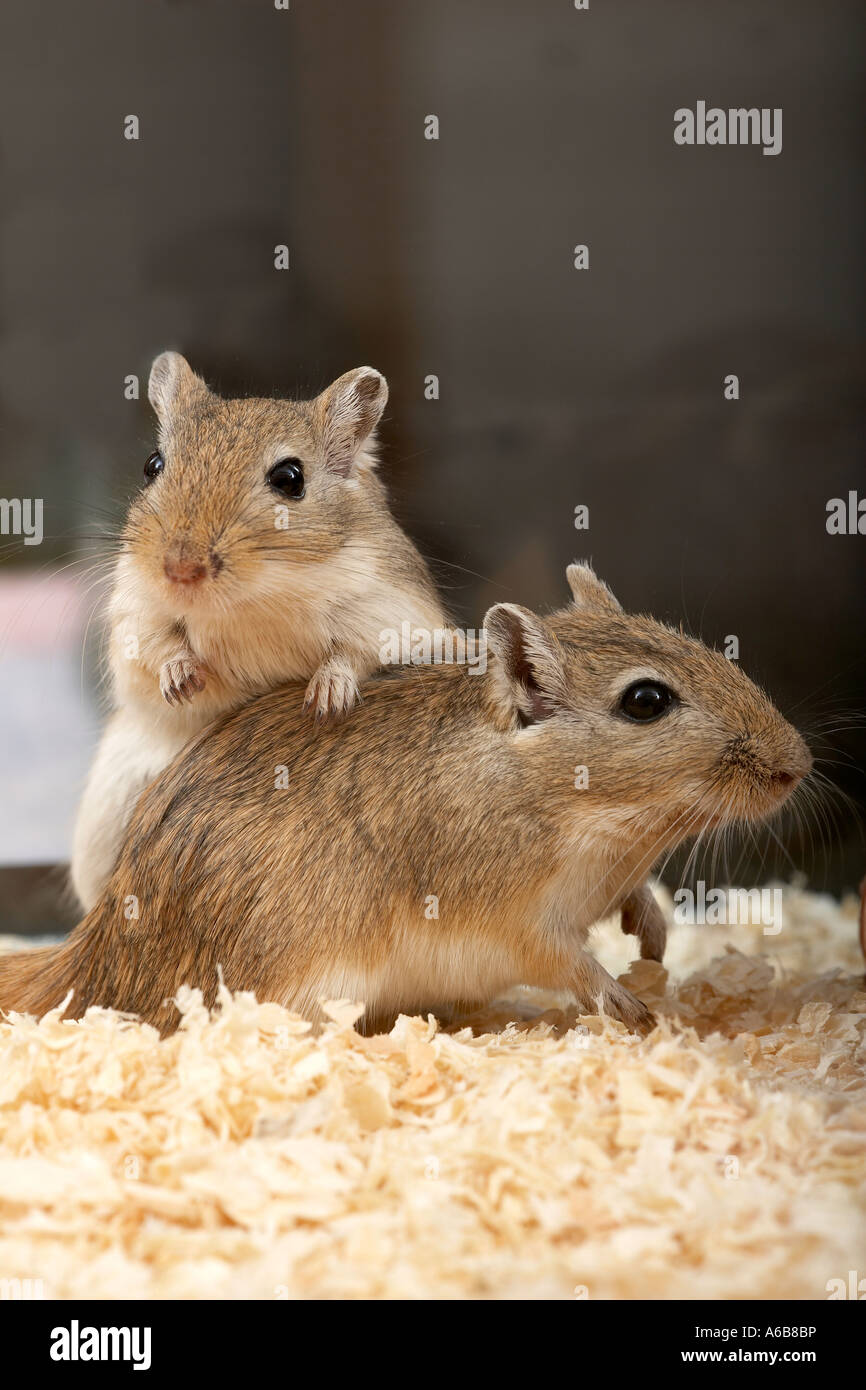 Two pet gerbils hi-res stock photography and images - Alamy