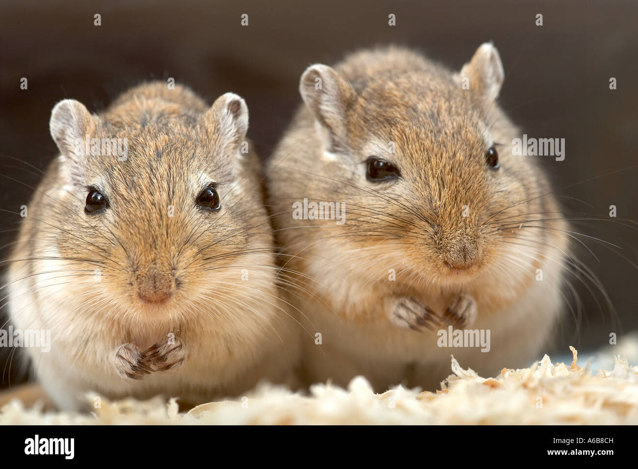 Two gerbils in captivity. March 2007 Stock Photo - Alamy