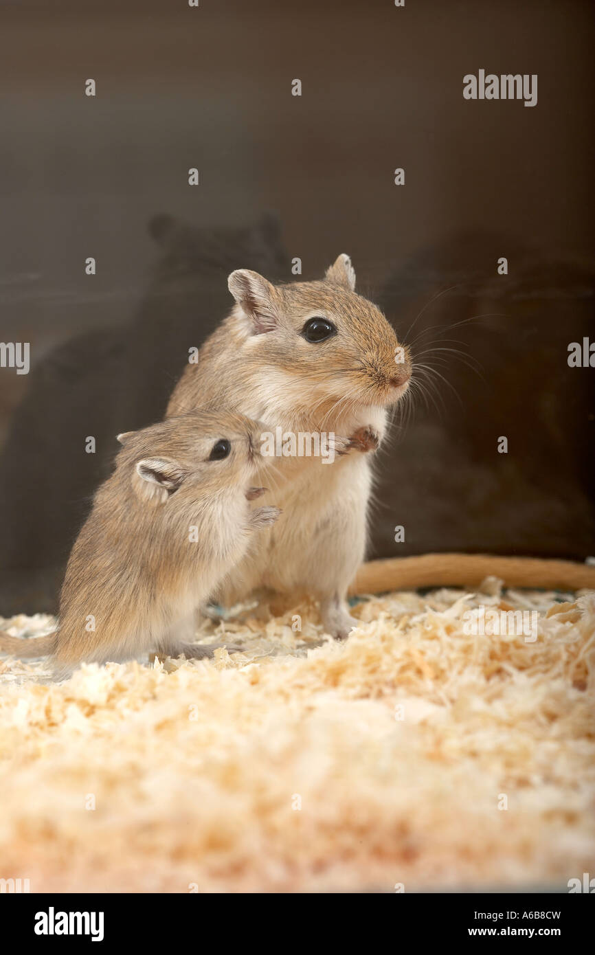 Mother and baby gerbil standing on their hind legs in capticity. March ...