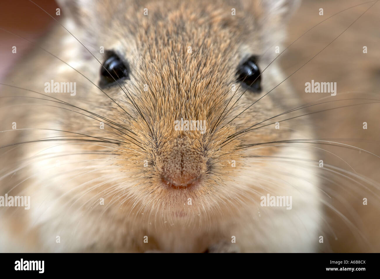Portrait of a gerbil in captivity Close up og a gerbils face and ...
