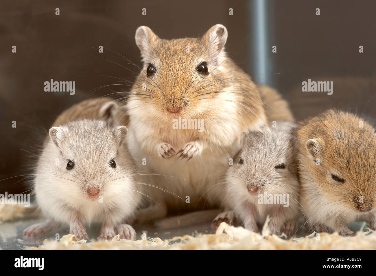 Cute Baby Gerbils