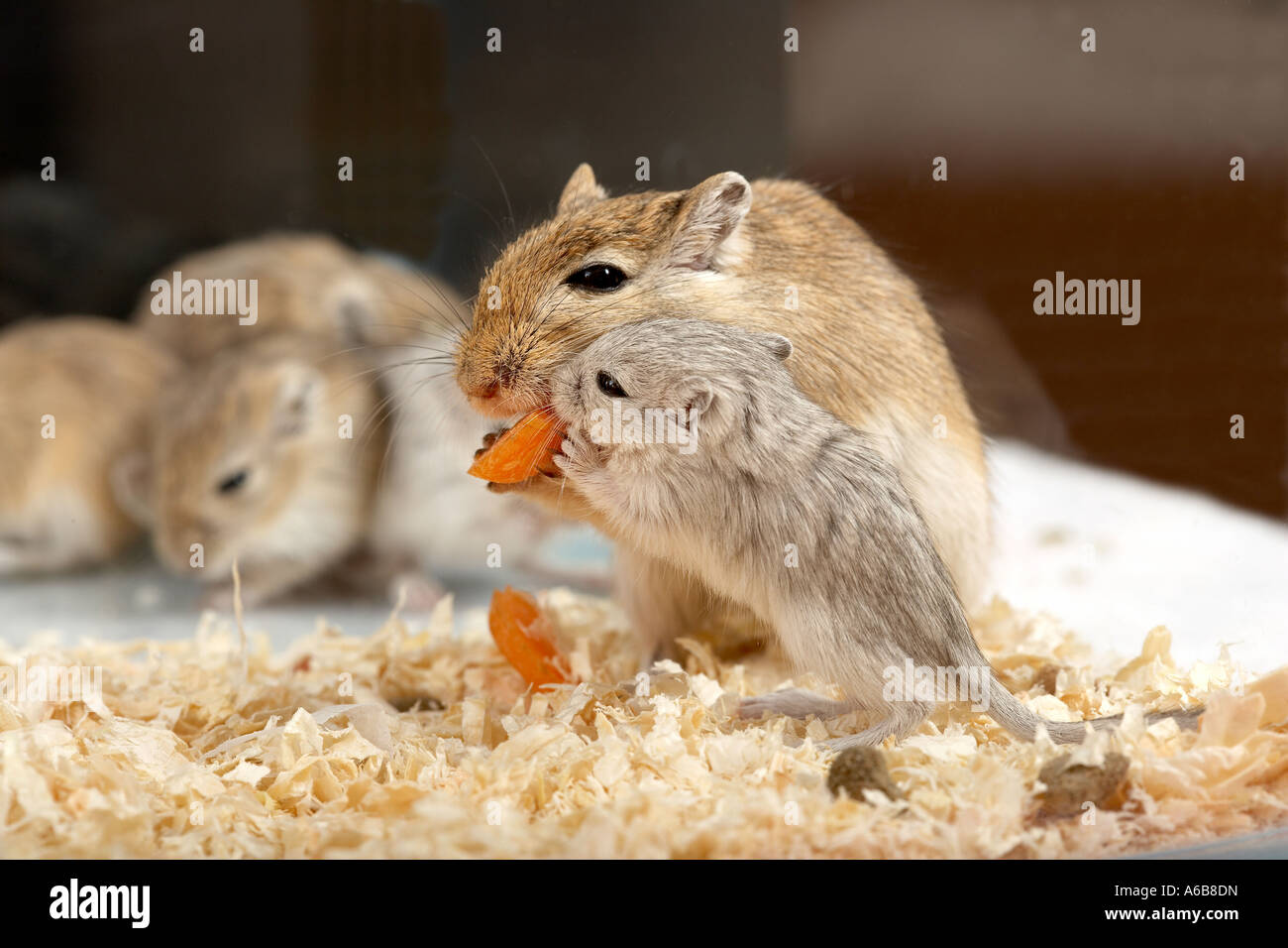 Mother and baby gerbil sharing and eating food in captivity. march 2007 ...