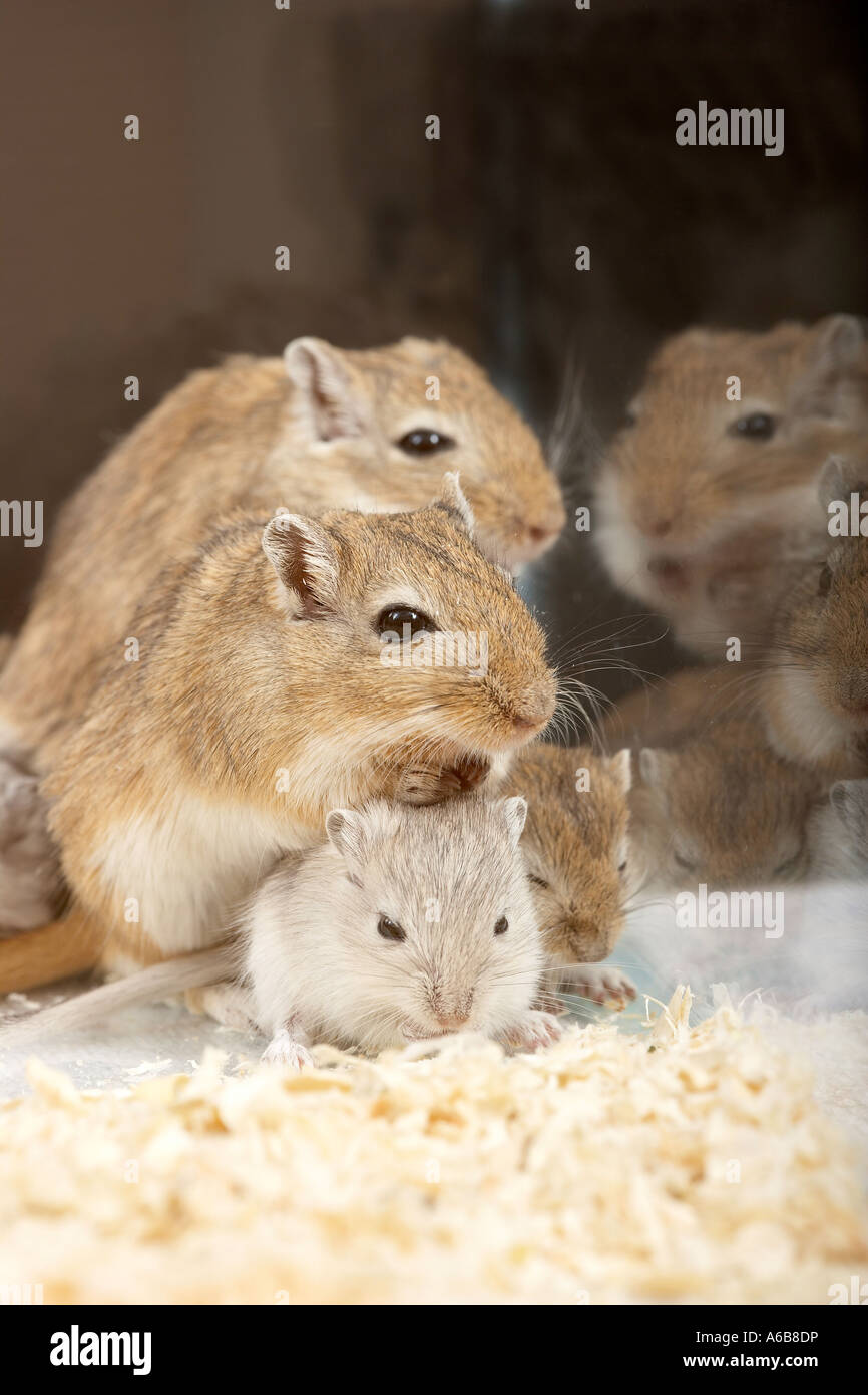 Family of gerbils in captivity Stock Photo - Alamy