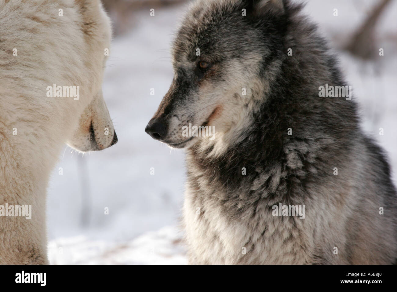 Black and White Timber Wolves courting in Northern Minnesota Stock ...