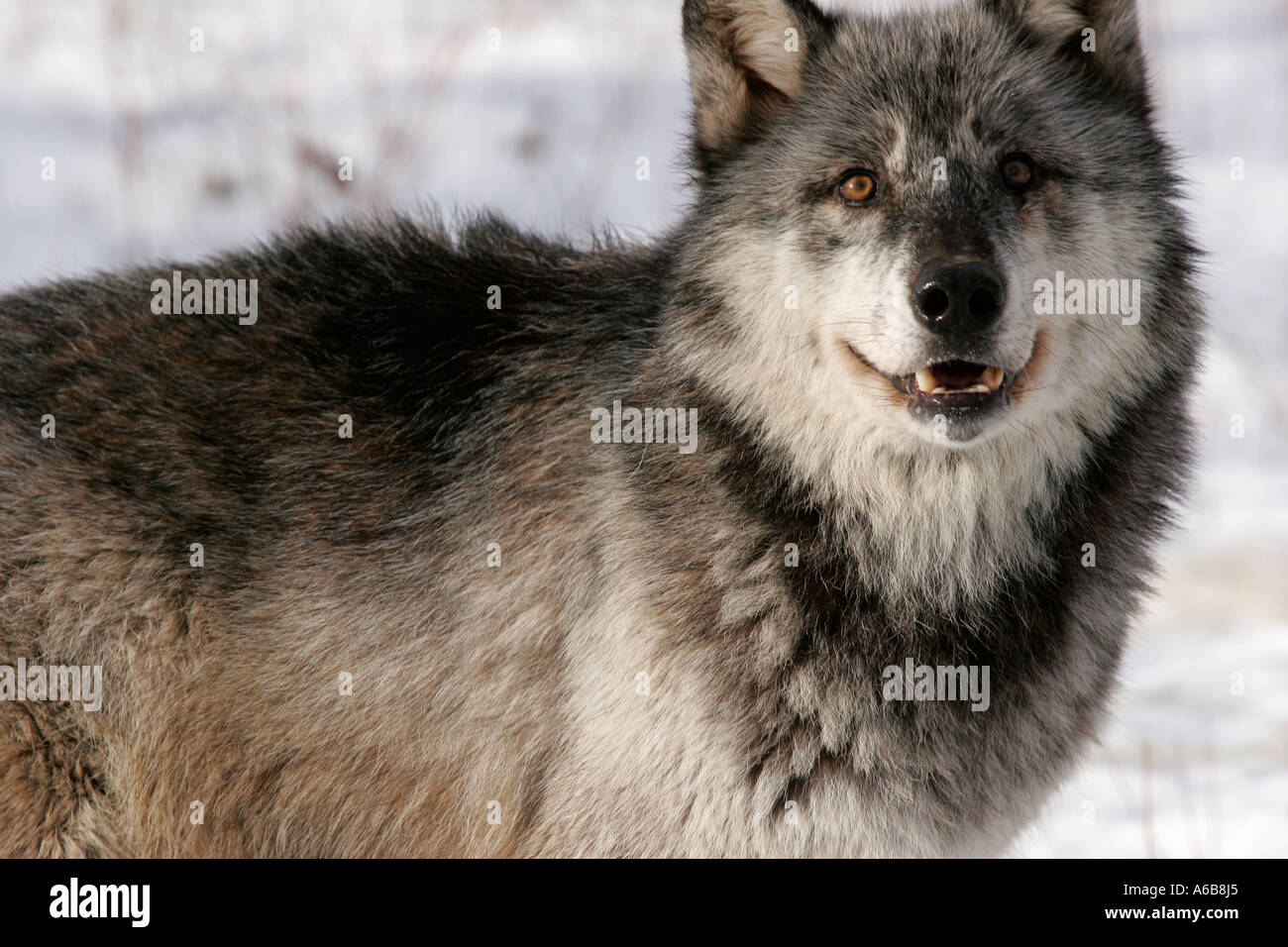 Black timber wolf hi-res stock photography and images - Alamy
