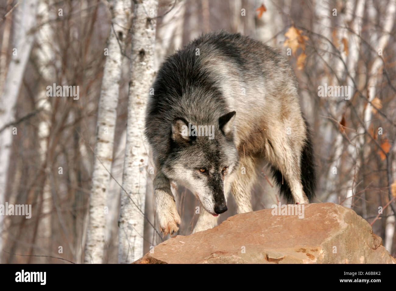 Black Timber Wolf in Northern Minnesota Stock Photo - Alamy