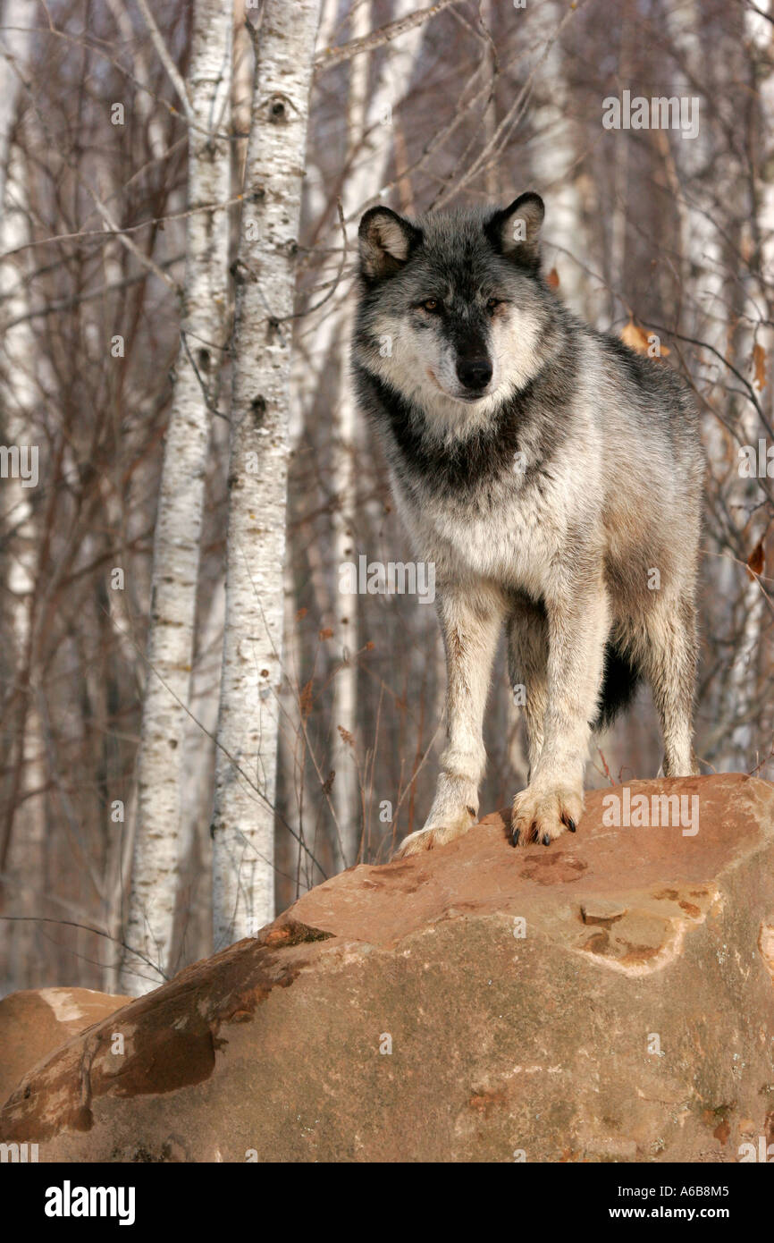 Black Timber Wolf in Northern Minnesota Stock Photo - Alamy