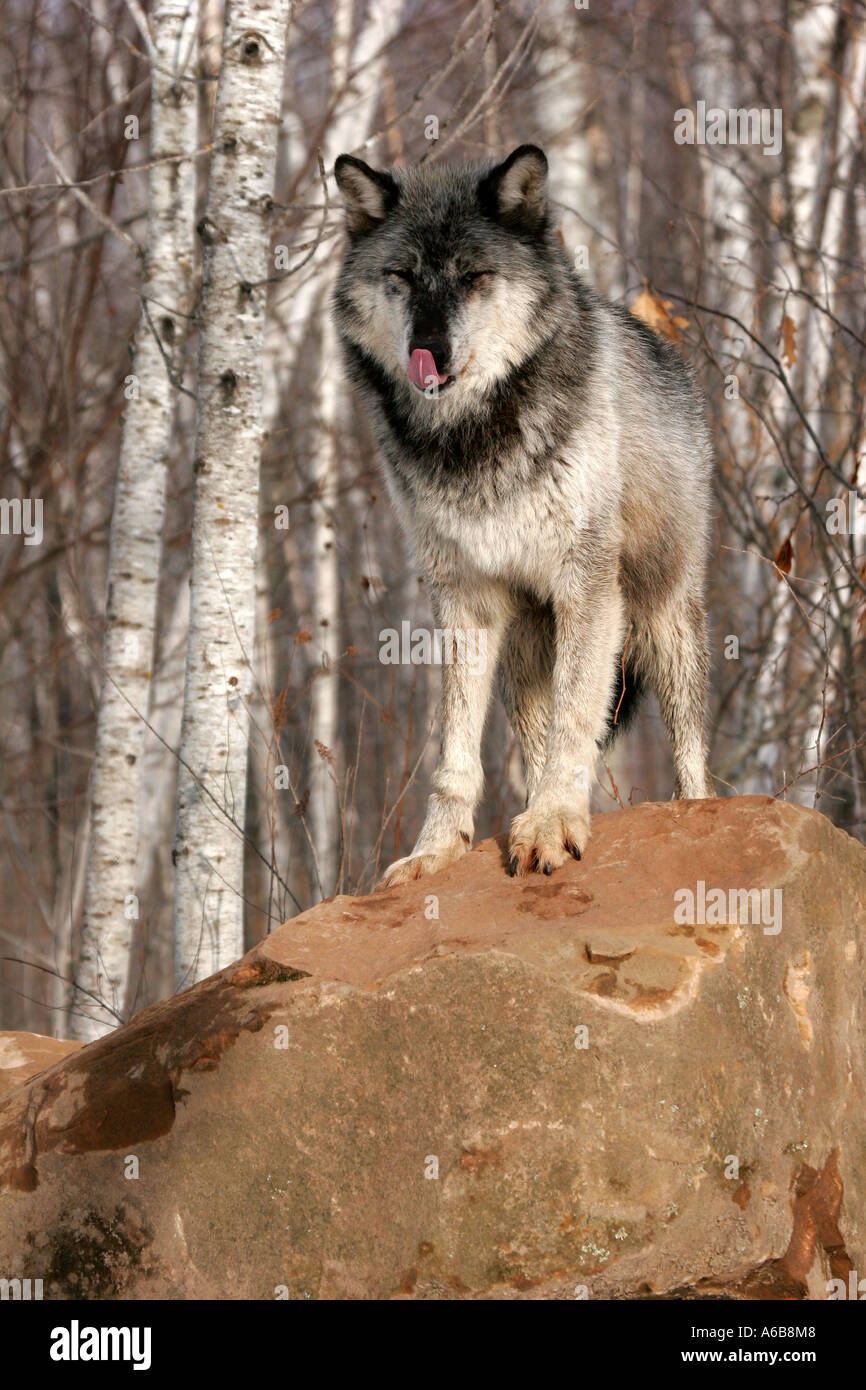 Black Timber Wolf in Northern Minnesota Stock Photo - Alamy