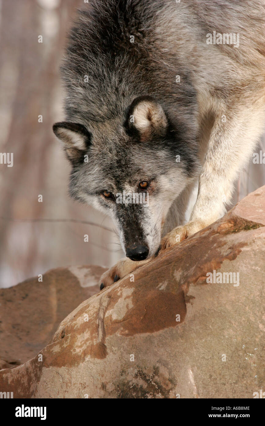 Black timber wolf hi-res stock photography and images - Alamy