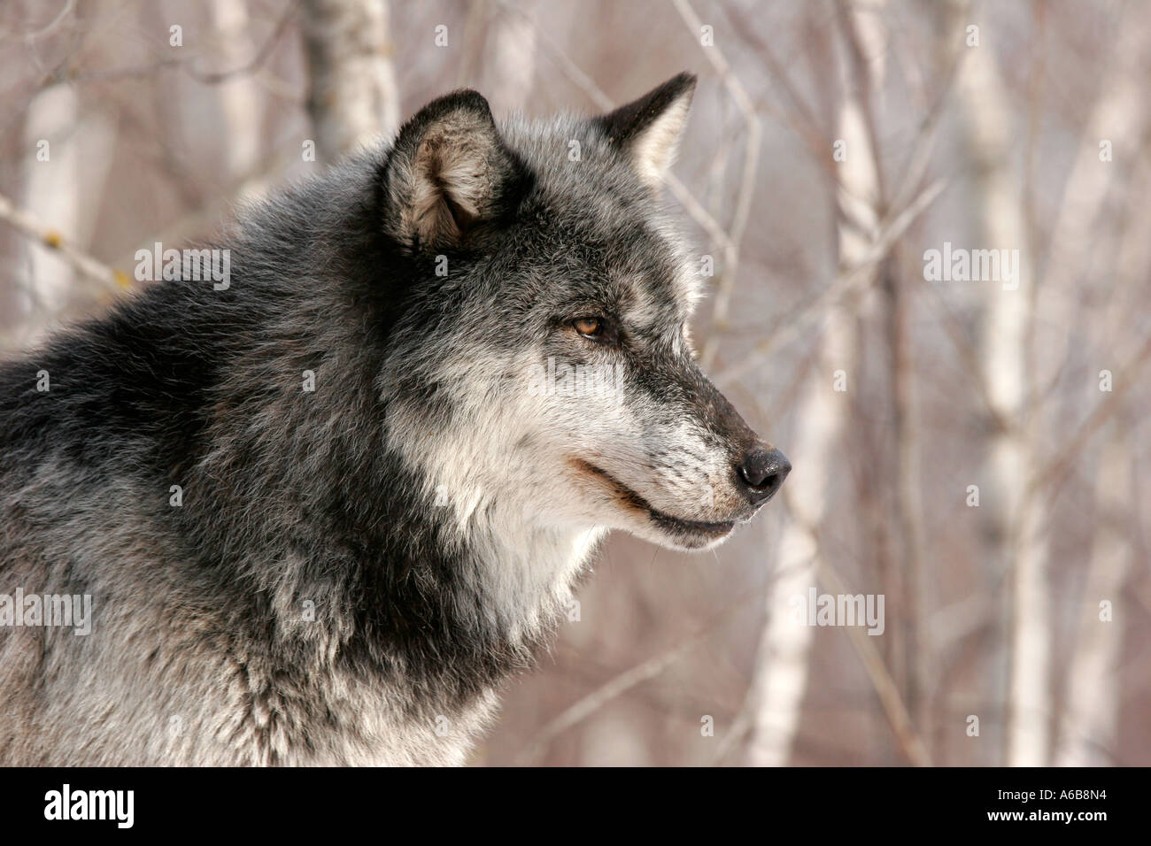 Black Timber Wolf in Northern Minnesota Stock Photo - Alamy