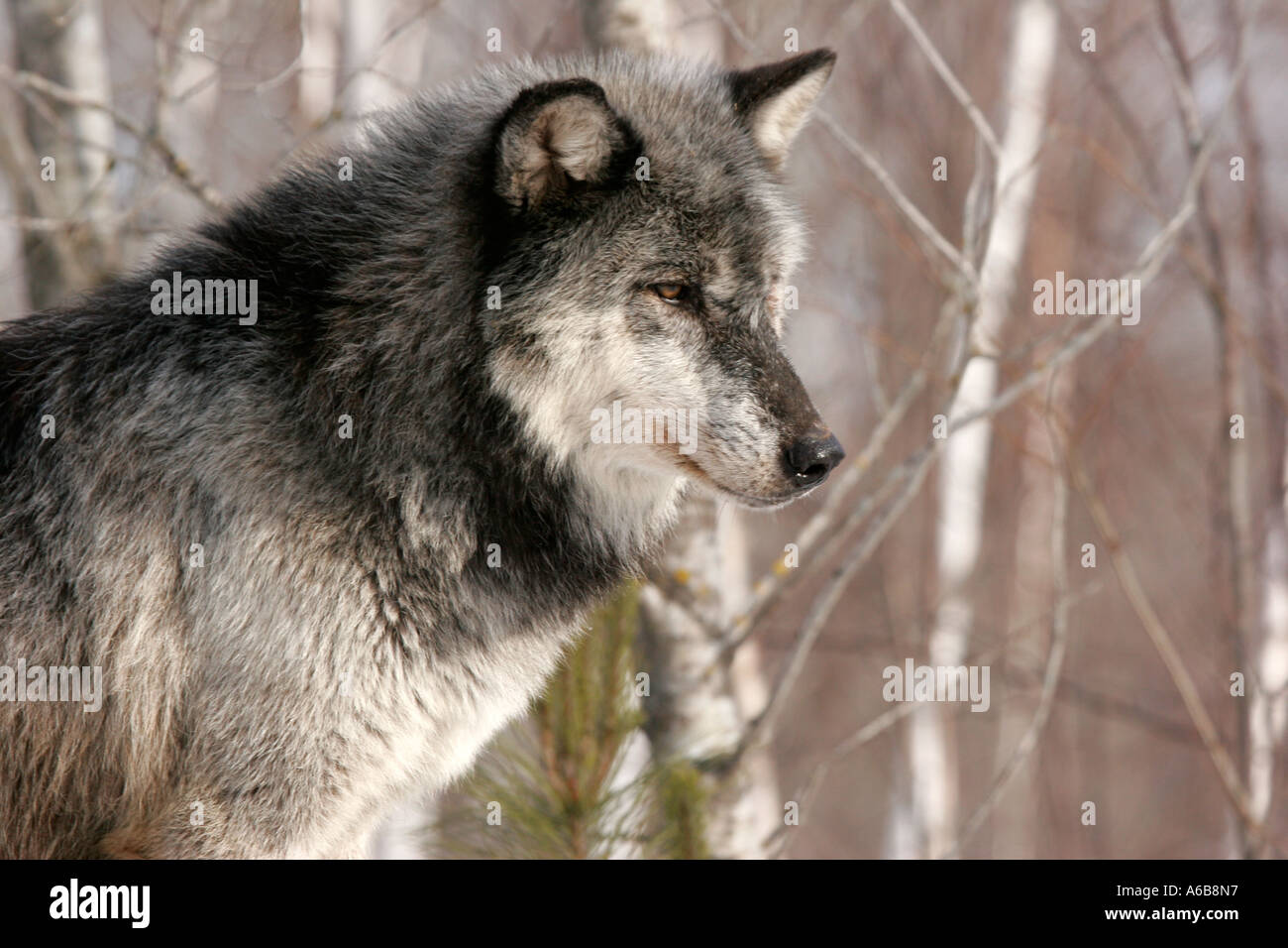 Black Timber Wolf in Northern Minnesota Stock Photo - Alamy