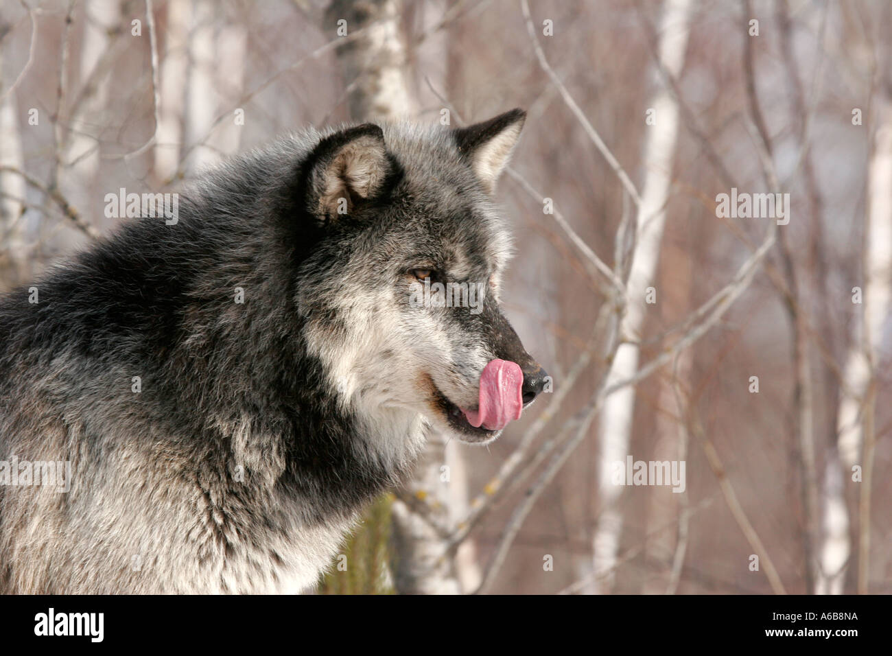 Black Timber Wolf in Northern Minnesota Stock Photo - Alamy