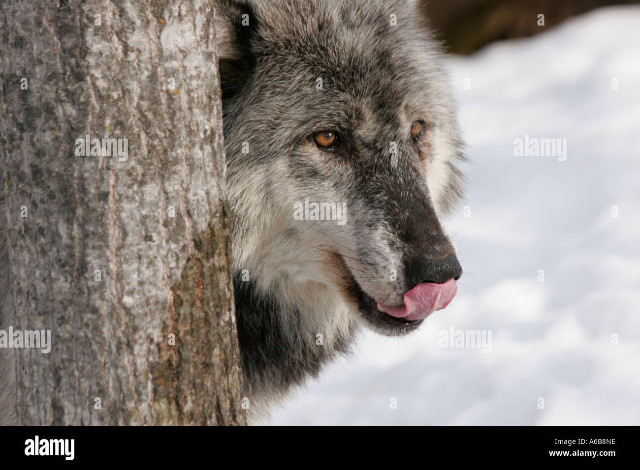 Black Timber Wolf in Northern Minnesota beside a tree Stock Photo - Alamy