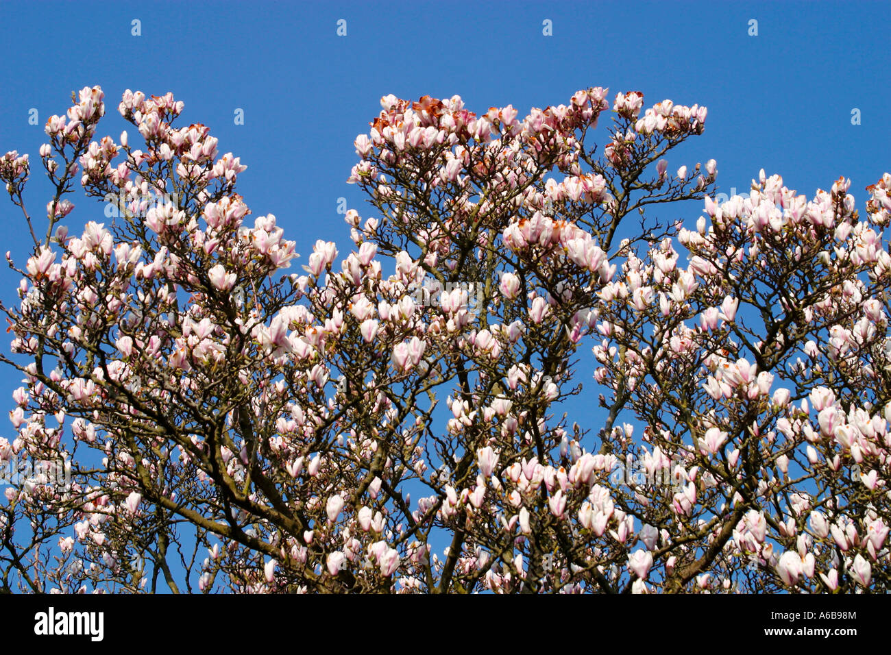 Magnolia blossom in an English Garden Stock Photo - Alamy