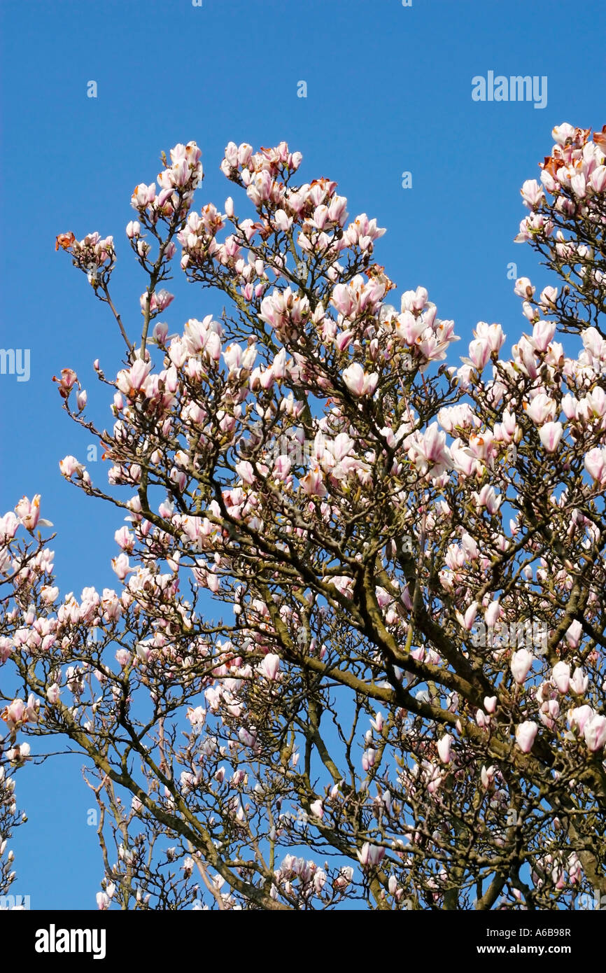 Magnolia blossom in an English Garden Stock Photo - Alamy