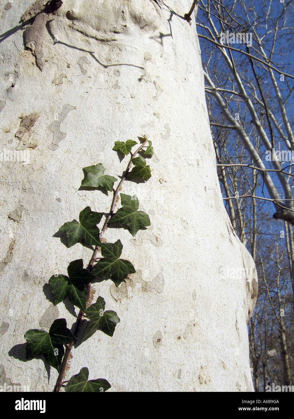 ivy growing on tree Stock Photo - Alamy