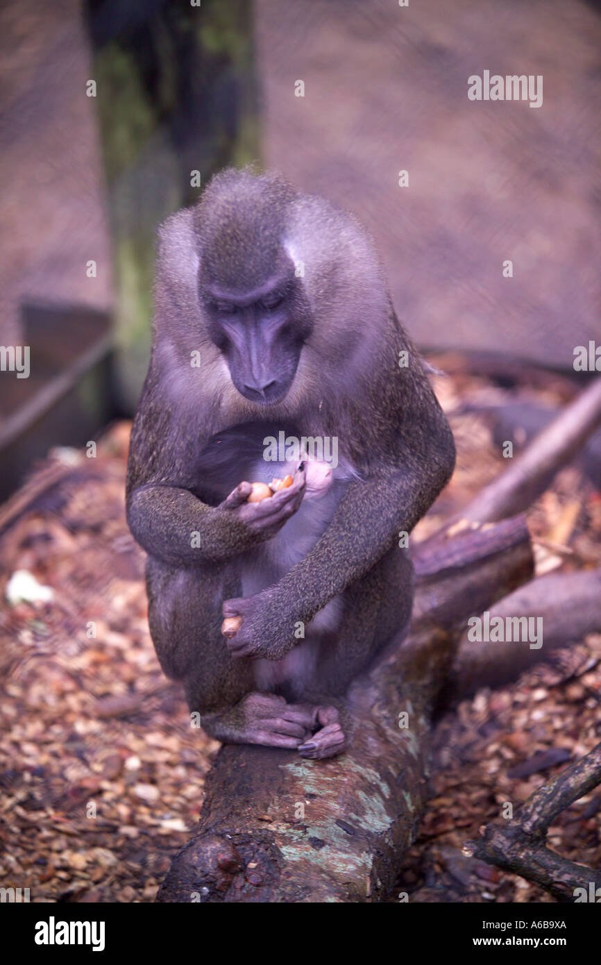 Coltan mining hi-res stock photography and images - Alamy
