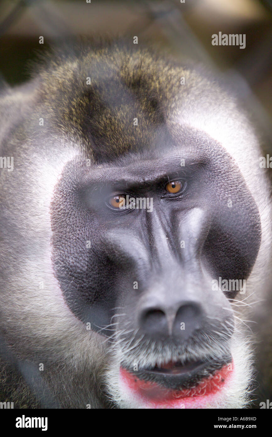 Gorbi Drill baboon Portrait Stock Photo - Alamy